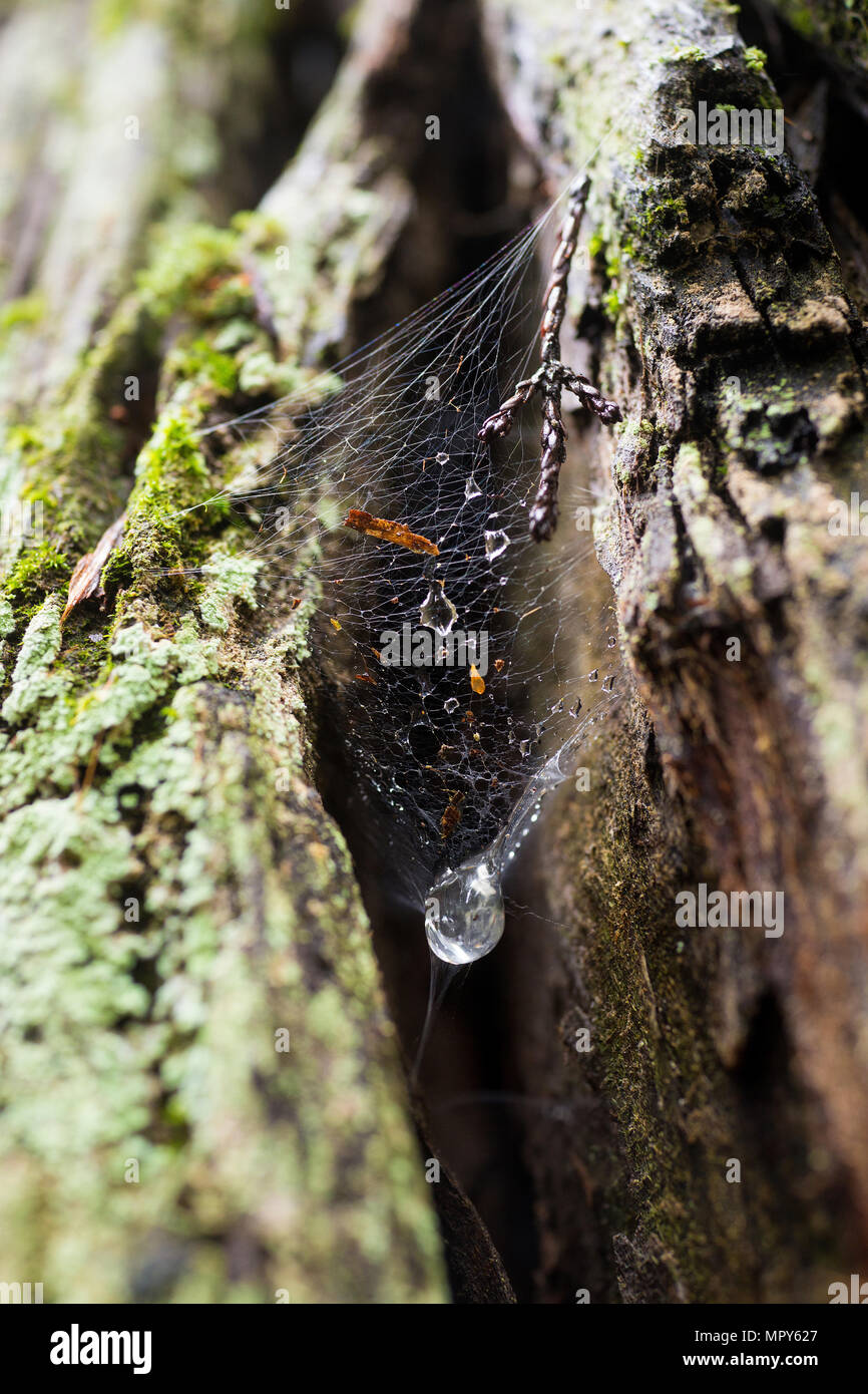 Redwood spider hi-res stock photography and images - Alamy