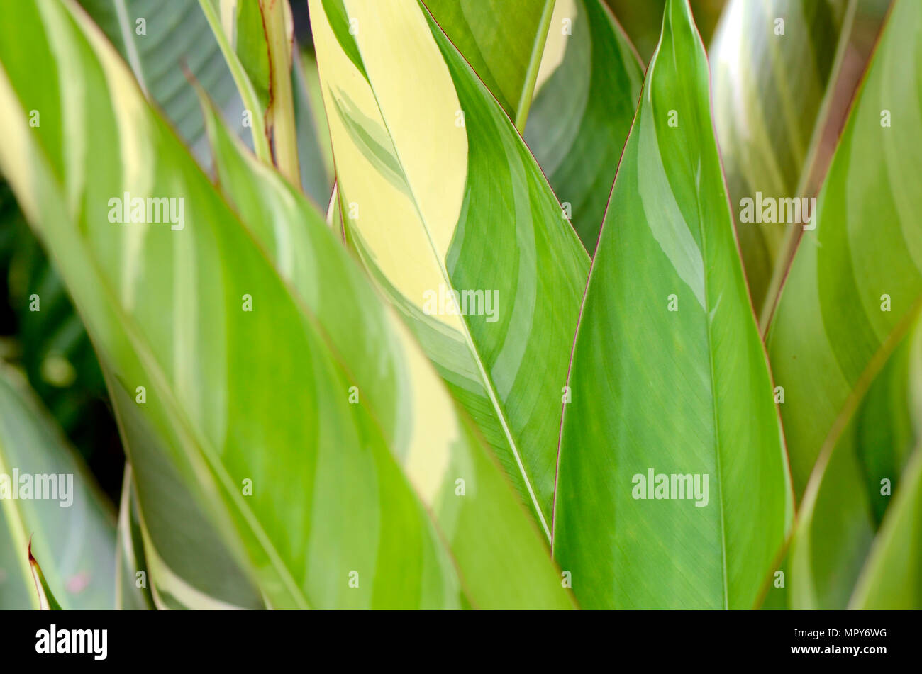 Varigated leaves background, Nature background Stock Photo - Alamy