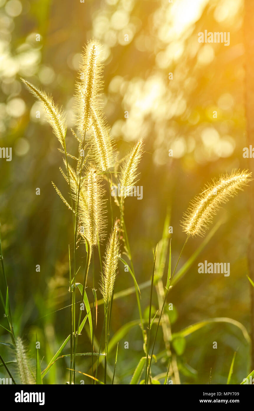 Foxtail weed hi-res stock photography and images - Alamy