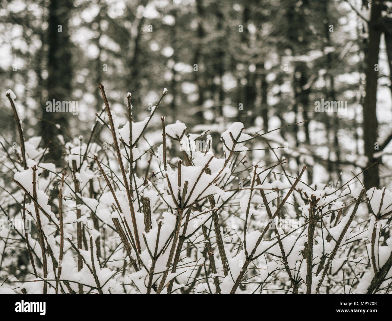 Dead plants hi-res stock photography and images - Alamy