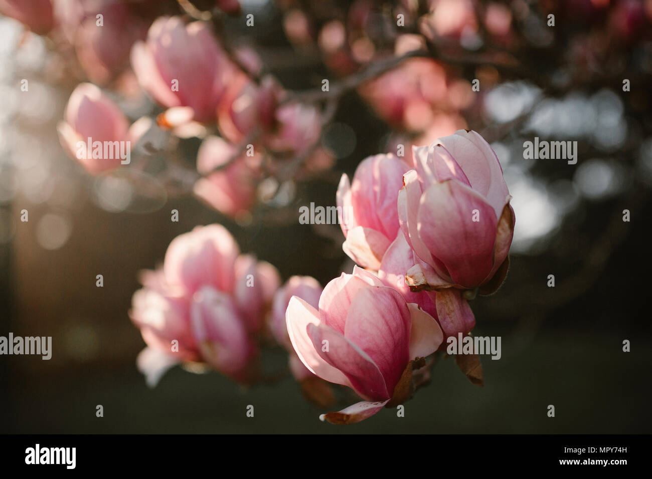 Growing up in tree hi-res stock photography and images - Alamy