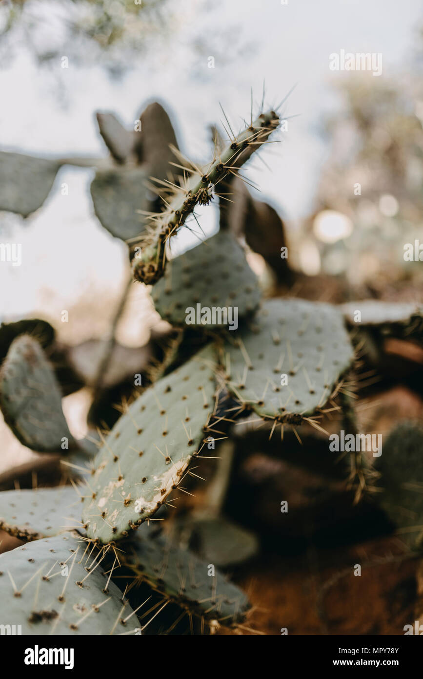 Cactus in forest hi-res stock photography and images - Alamy