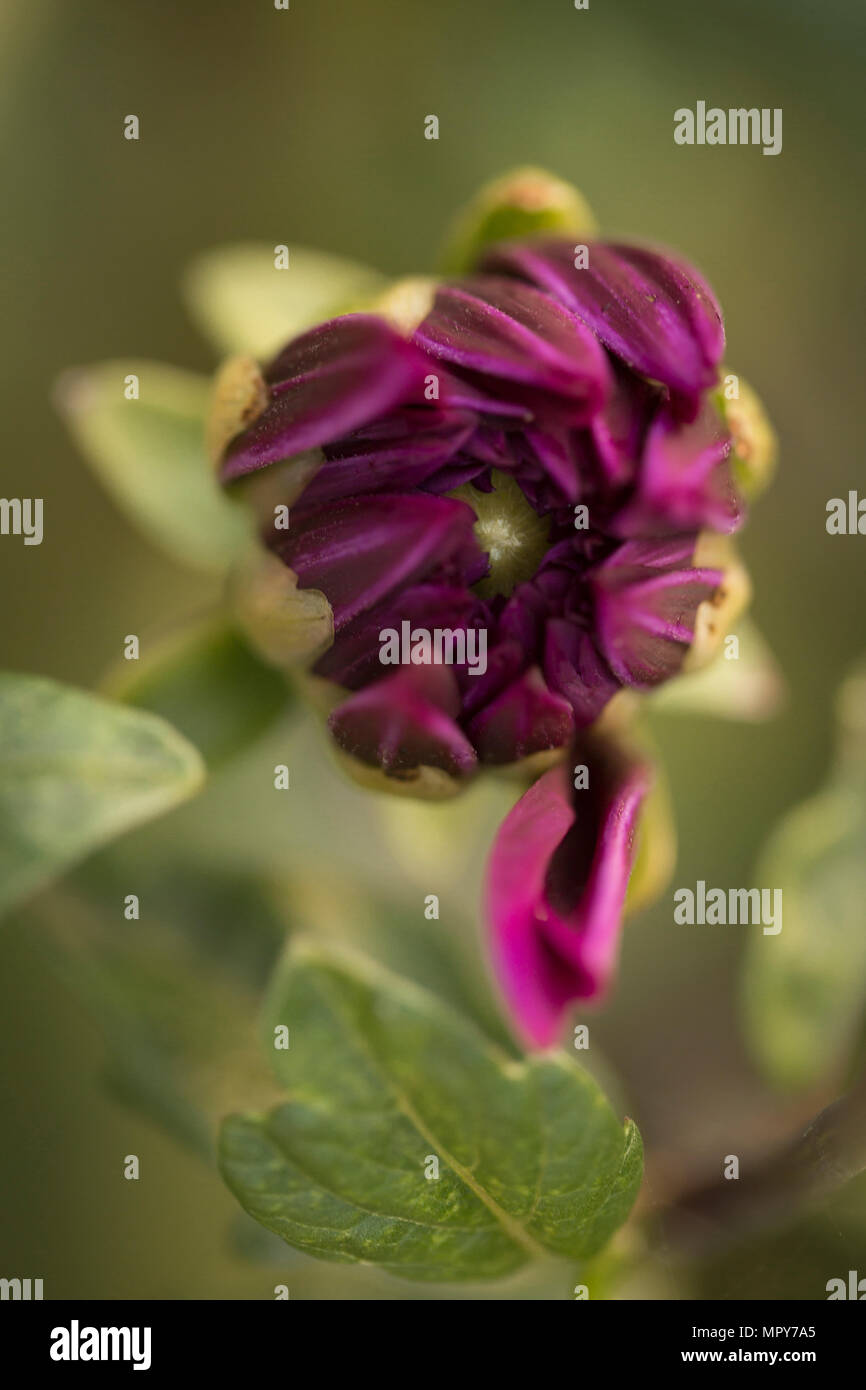 Dahlia bud hi-res stock photography and images - Alamy
