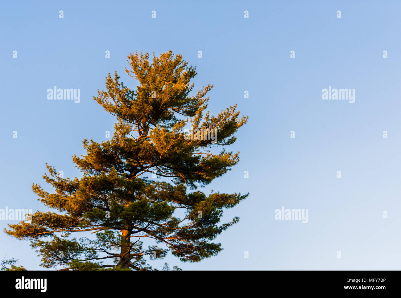 Evergreen tree illuminated by orange setting sun on left, against empty ...