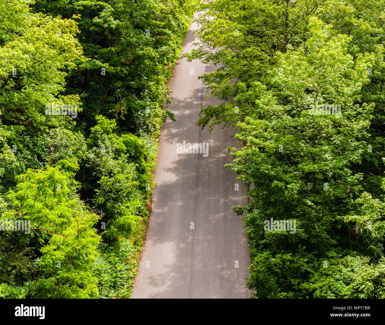 Empty unmarked asphalt road in dense forest and bushes viewed from ...