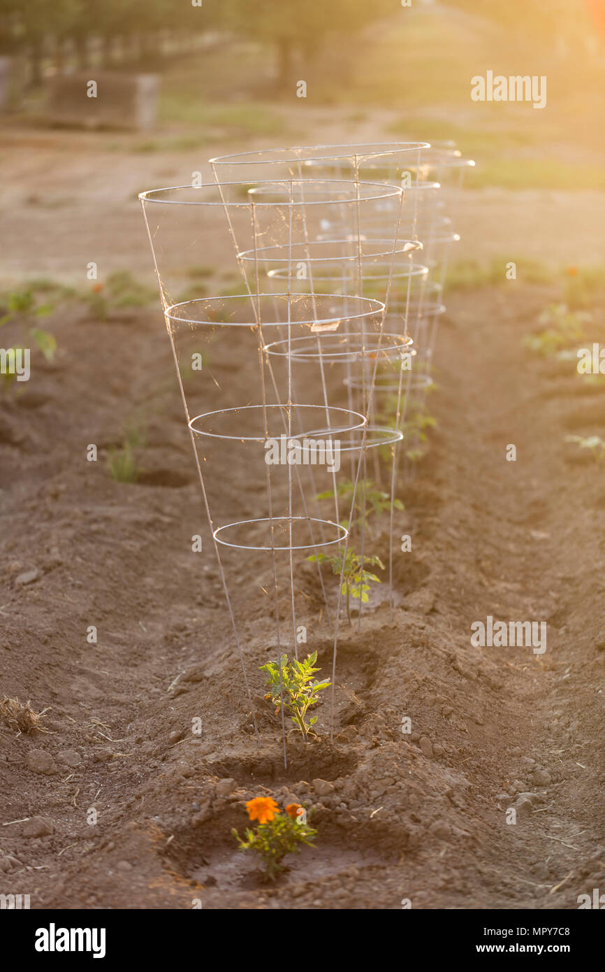 Growing rings hi-res stock photography and images - Alamy