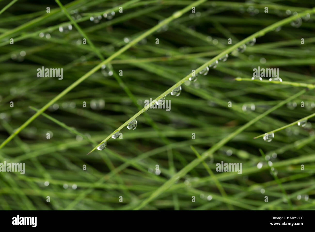 Close-up of wet grasses growing during rainy season Stock Photo - Alamy