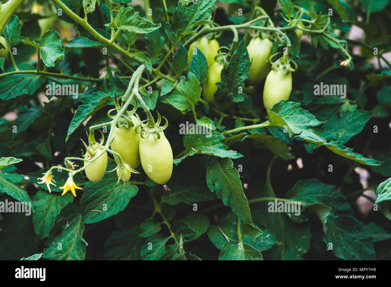 Tree tomatoes hi-res stock photography and images - Alamy