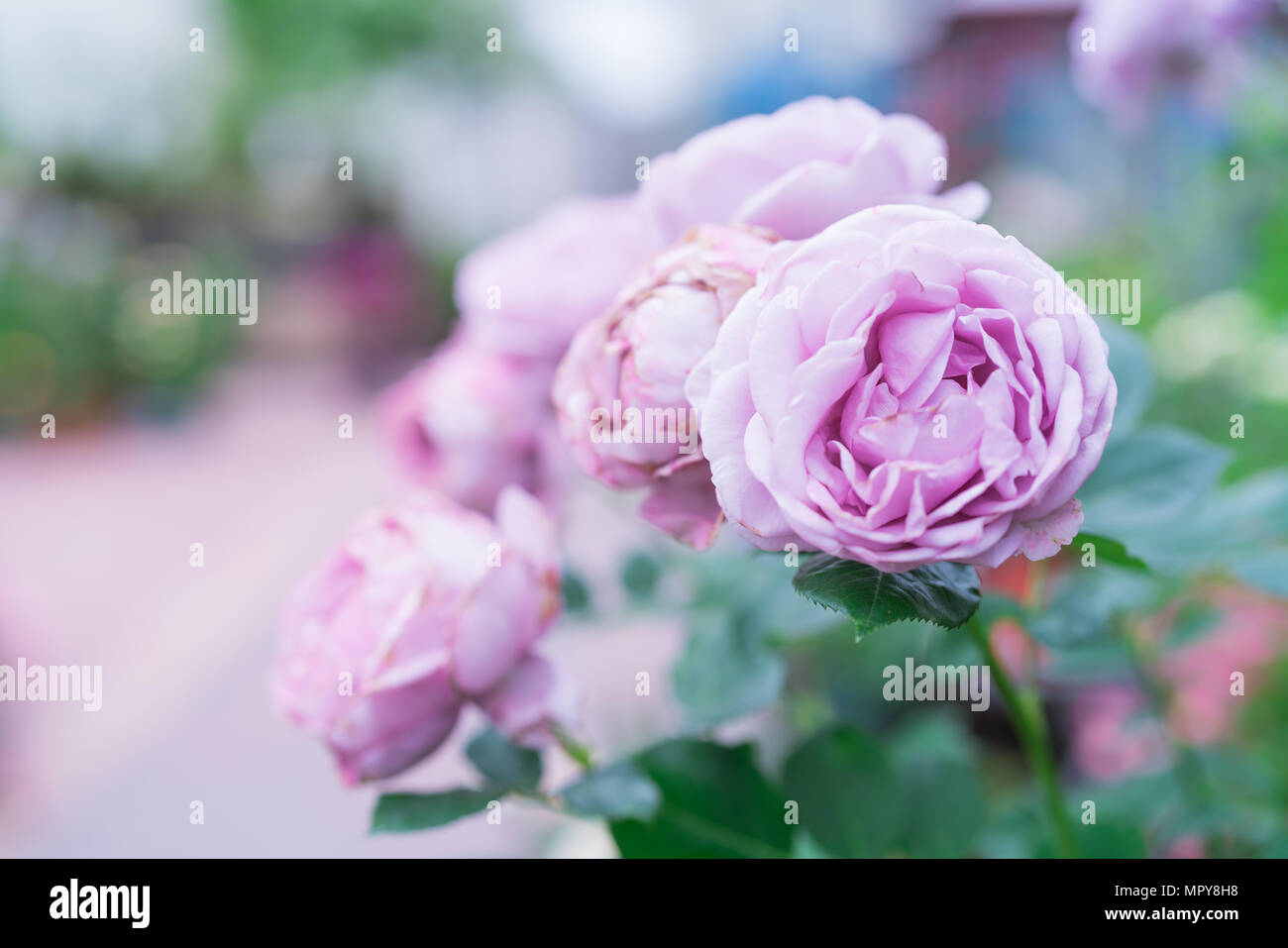 purple lavender rose flower on blurred backgrounds, selective focus ...