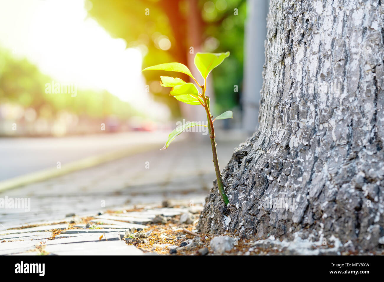 New leaf born forest hi-res stock photography and images - Alamy