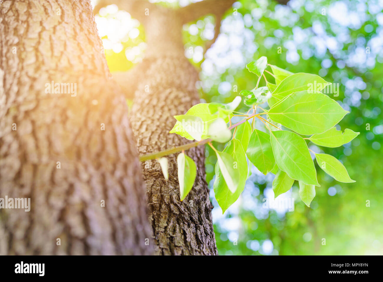 New leaf born forest hi-res stock photography and images - Alamy