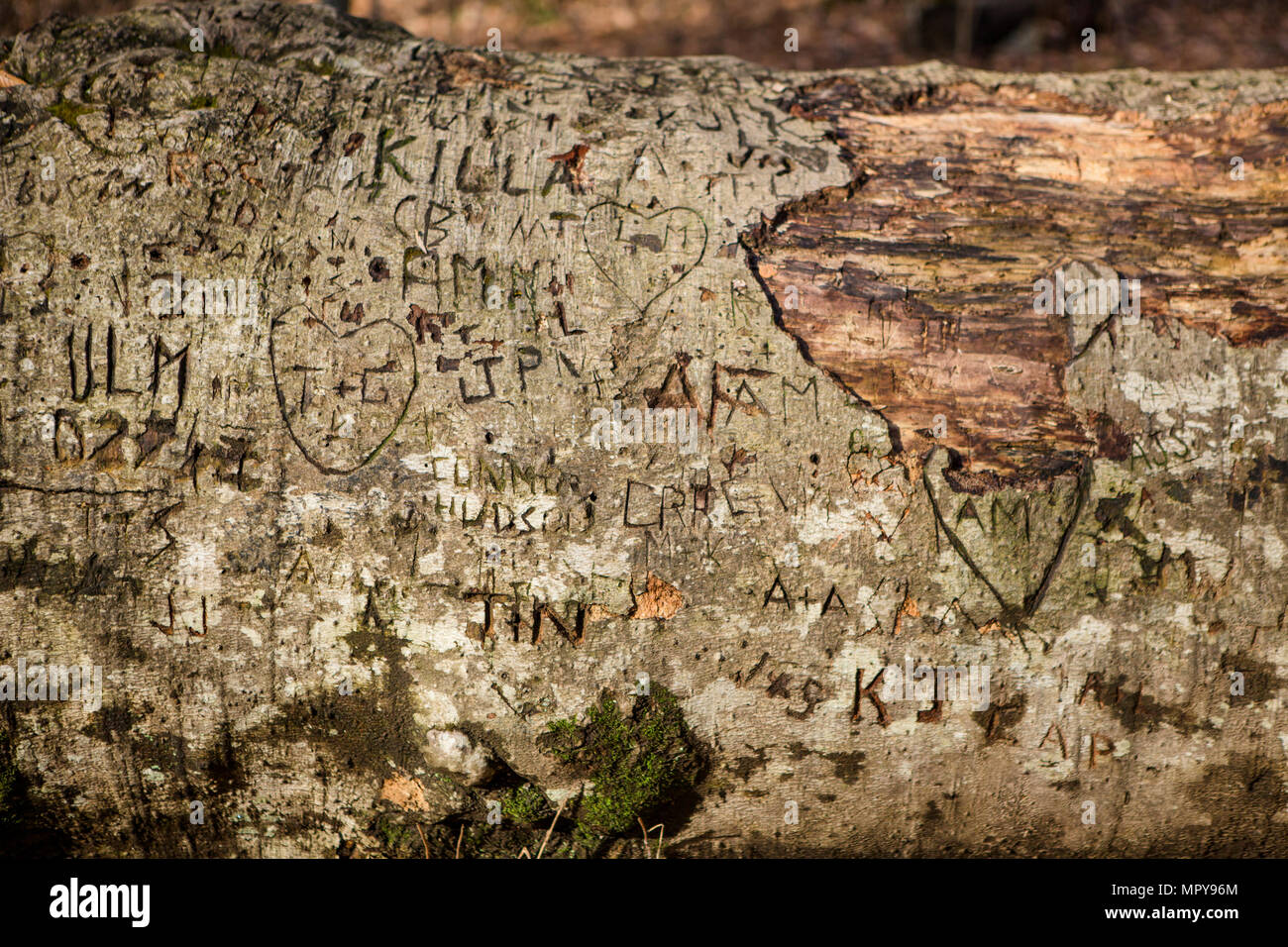 Communication tree hi-res stock photography and images - Alamy