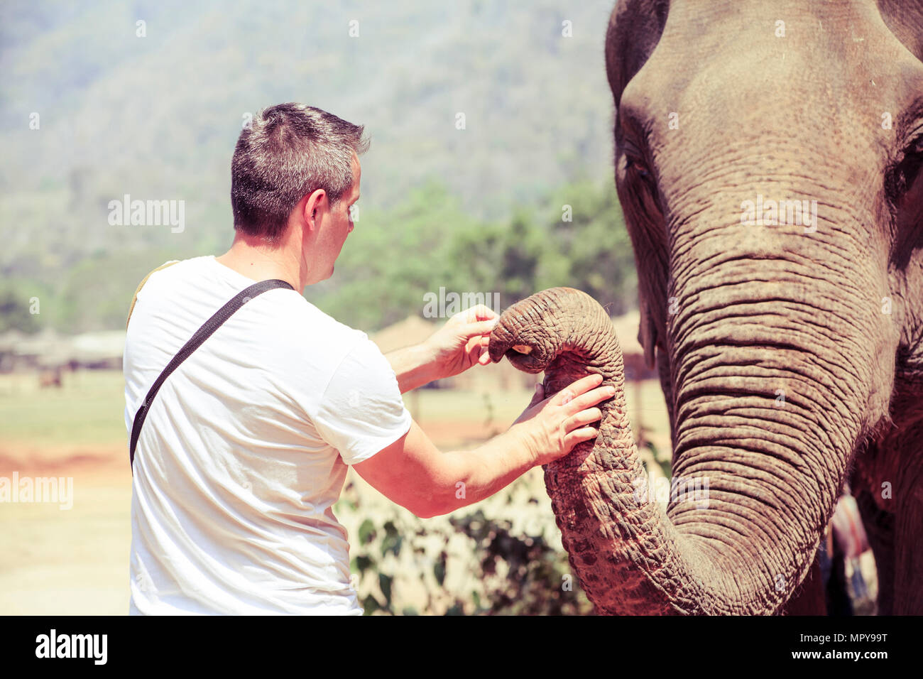 Rear view of man touching elephant trunk during sunny day Stock Photo ...