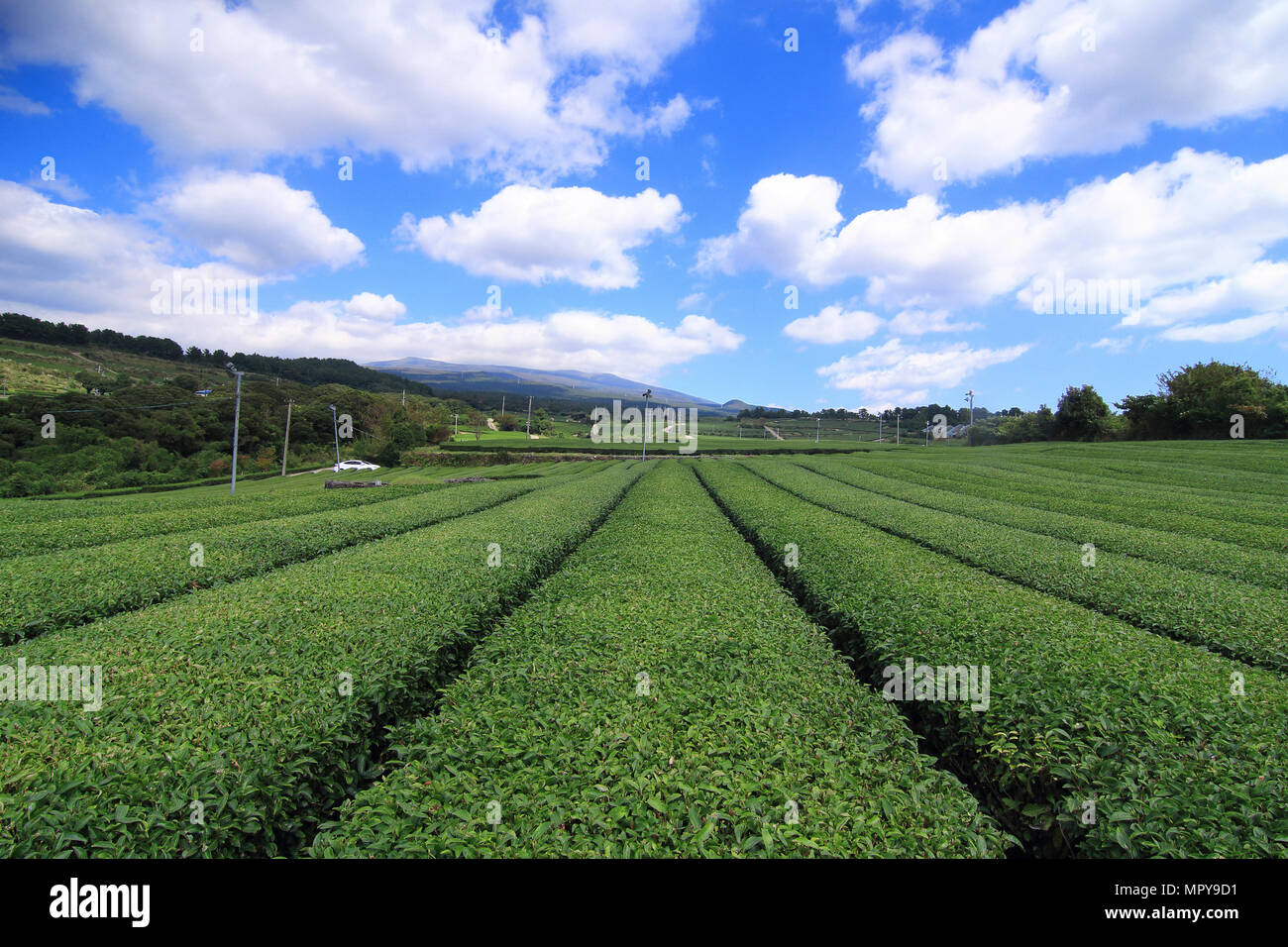 Growing tea leaves hi-res stock photography and images - Alamy