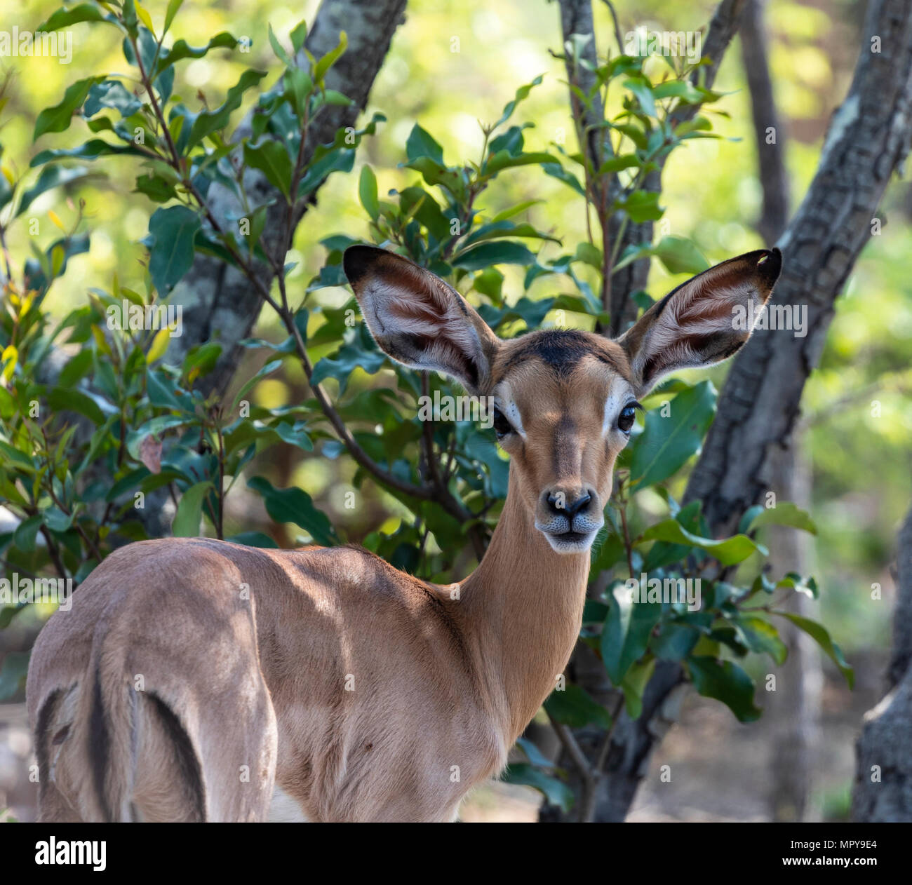 Portrait of baby impala standing by plants at Sabie Park Stock Photo ...