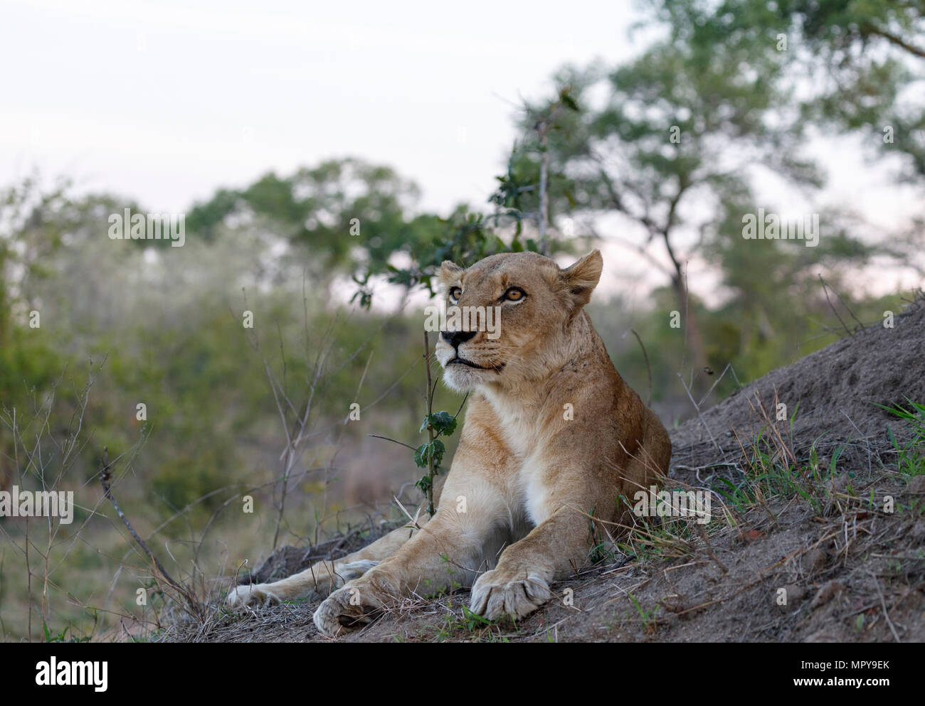 Lioness sitting hi-res stock photography and images - Alamy