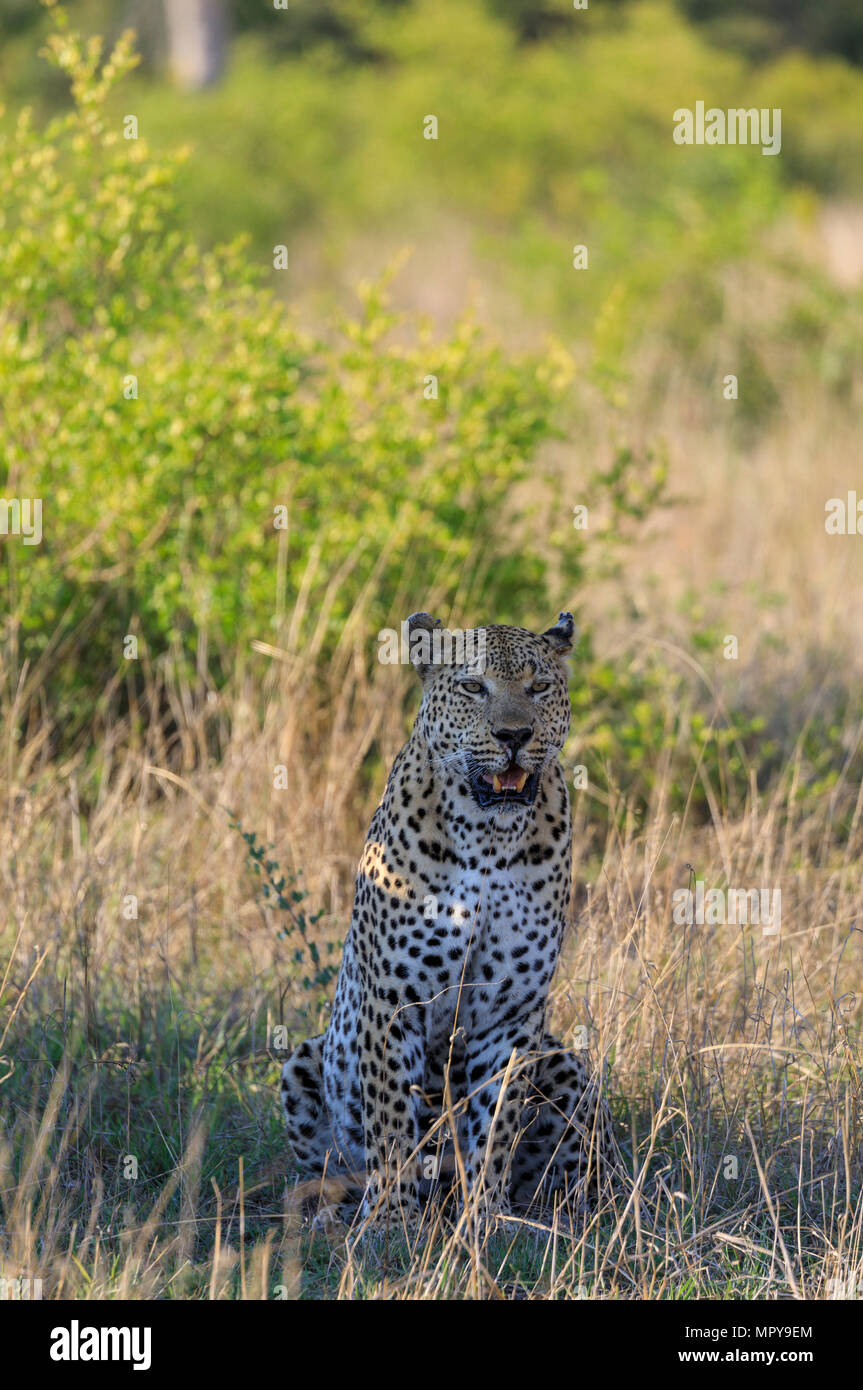 Leopard sitting hi-res stock photography and images - Alamy