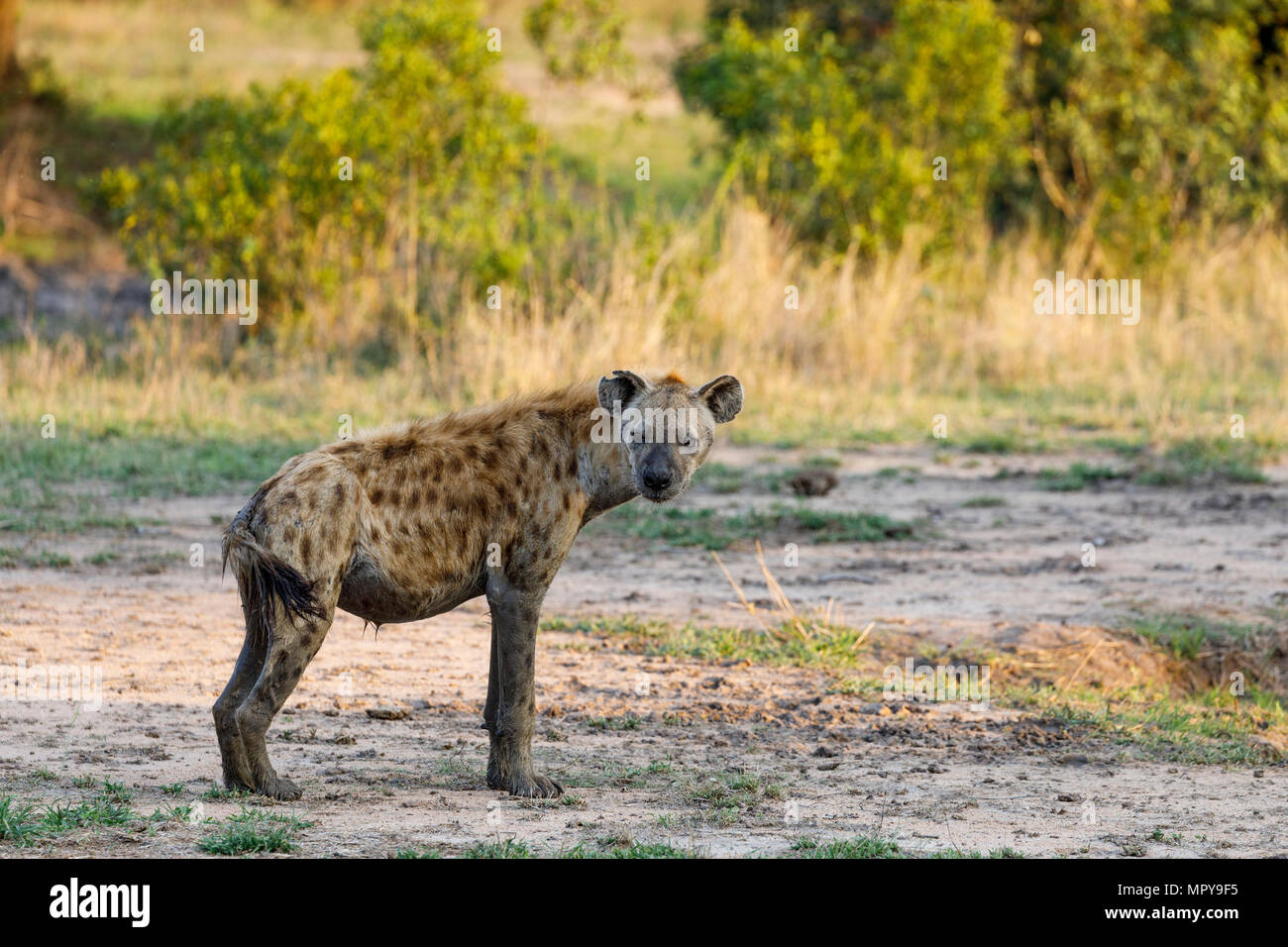 Side view of hyena standing on field at Sabie Park Stock Photo - Alamy