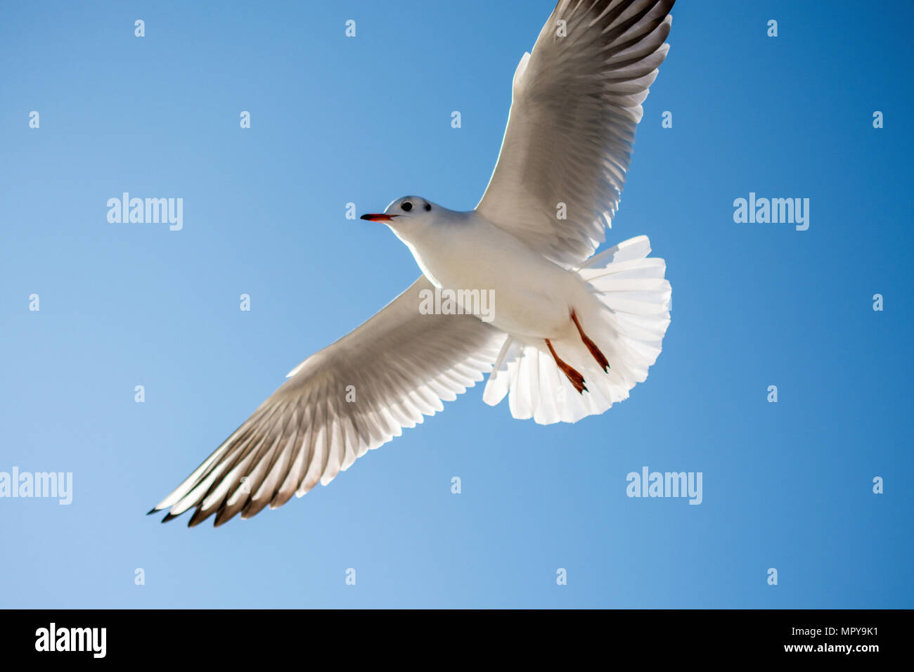 Low angle view of seagull flying against clear sky during sunny day ...
