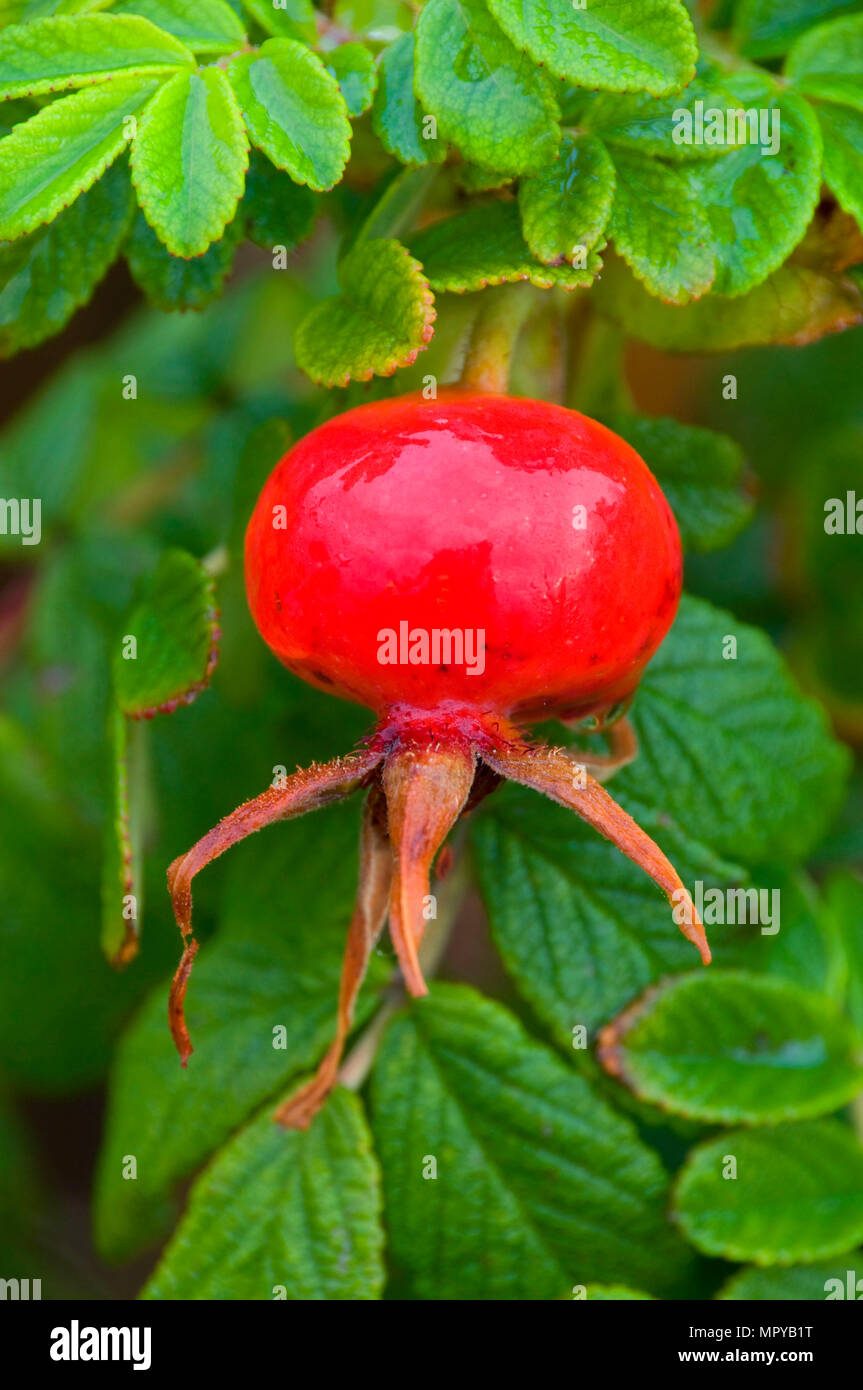 Rose hip, Pemaquid Point Lighthouse Park, Maine Stock Photo - Alamy