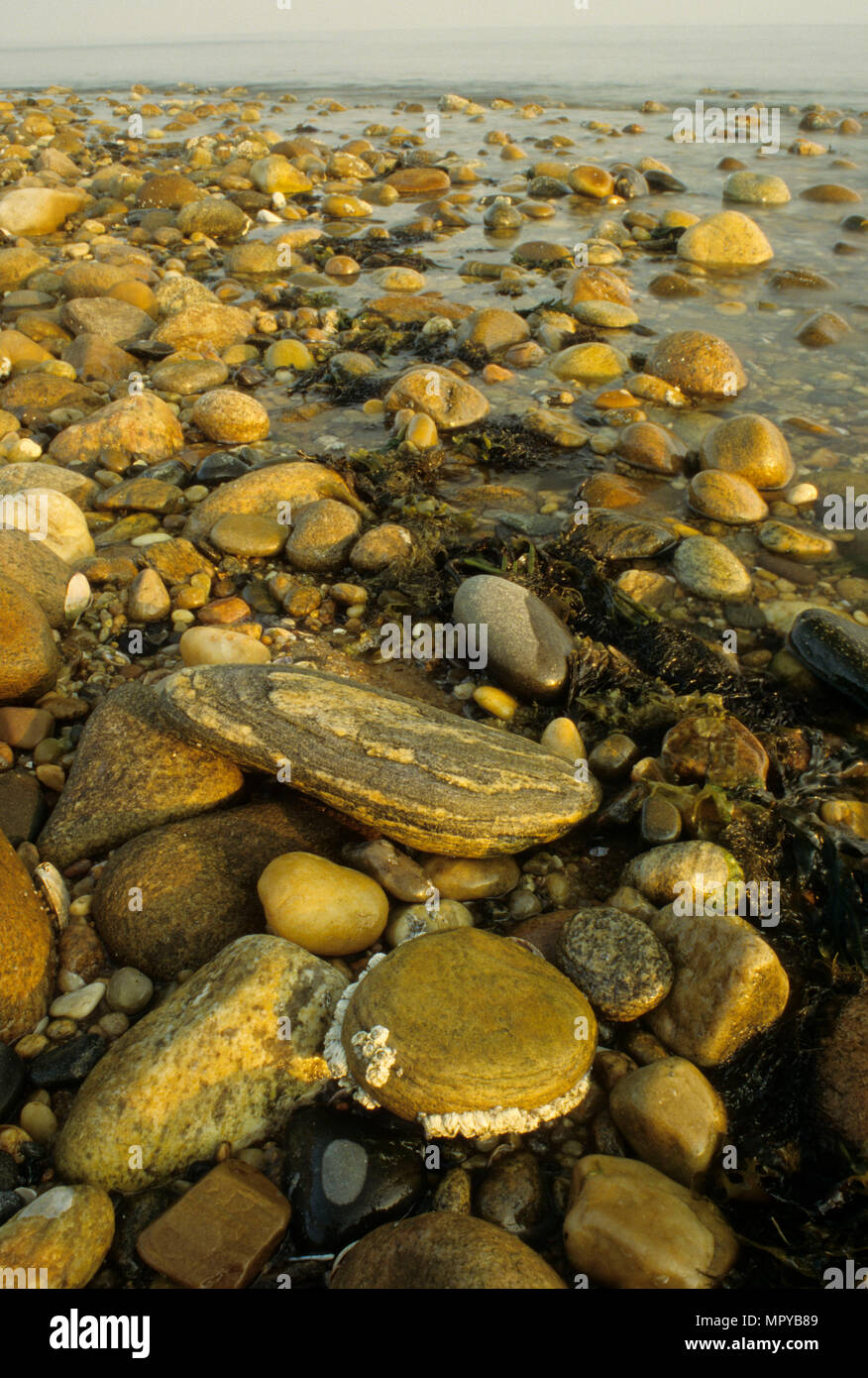 Long Island Sound shore, Hither Hills State Park, New York Stock Photo ...