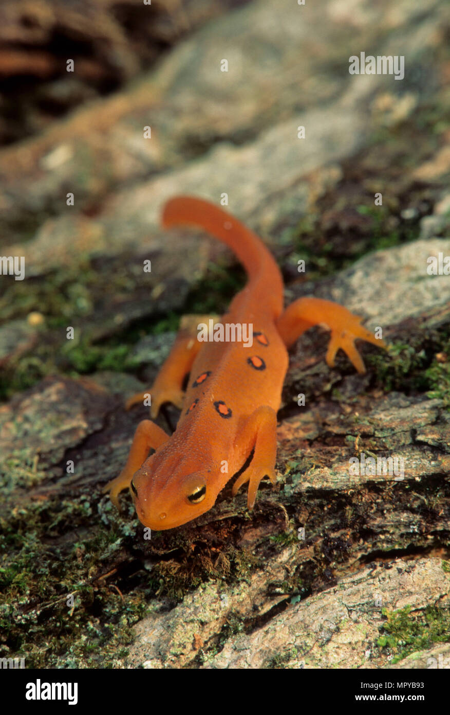Red eft salamander and united states hi-res stock photography and ...