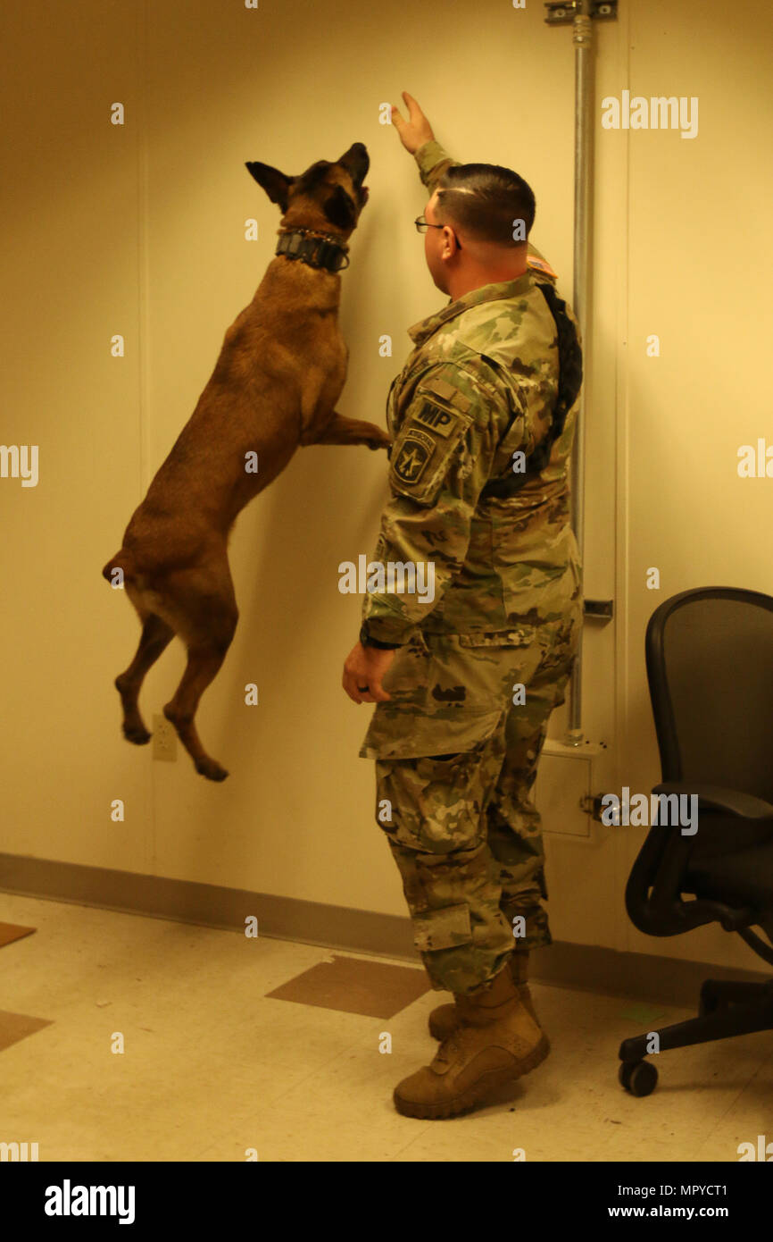 Spc. Taylor Harmond, a military working dog handler with 550th Military ...
