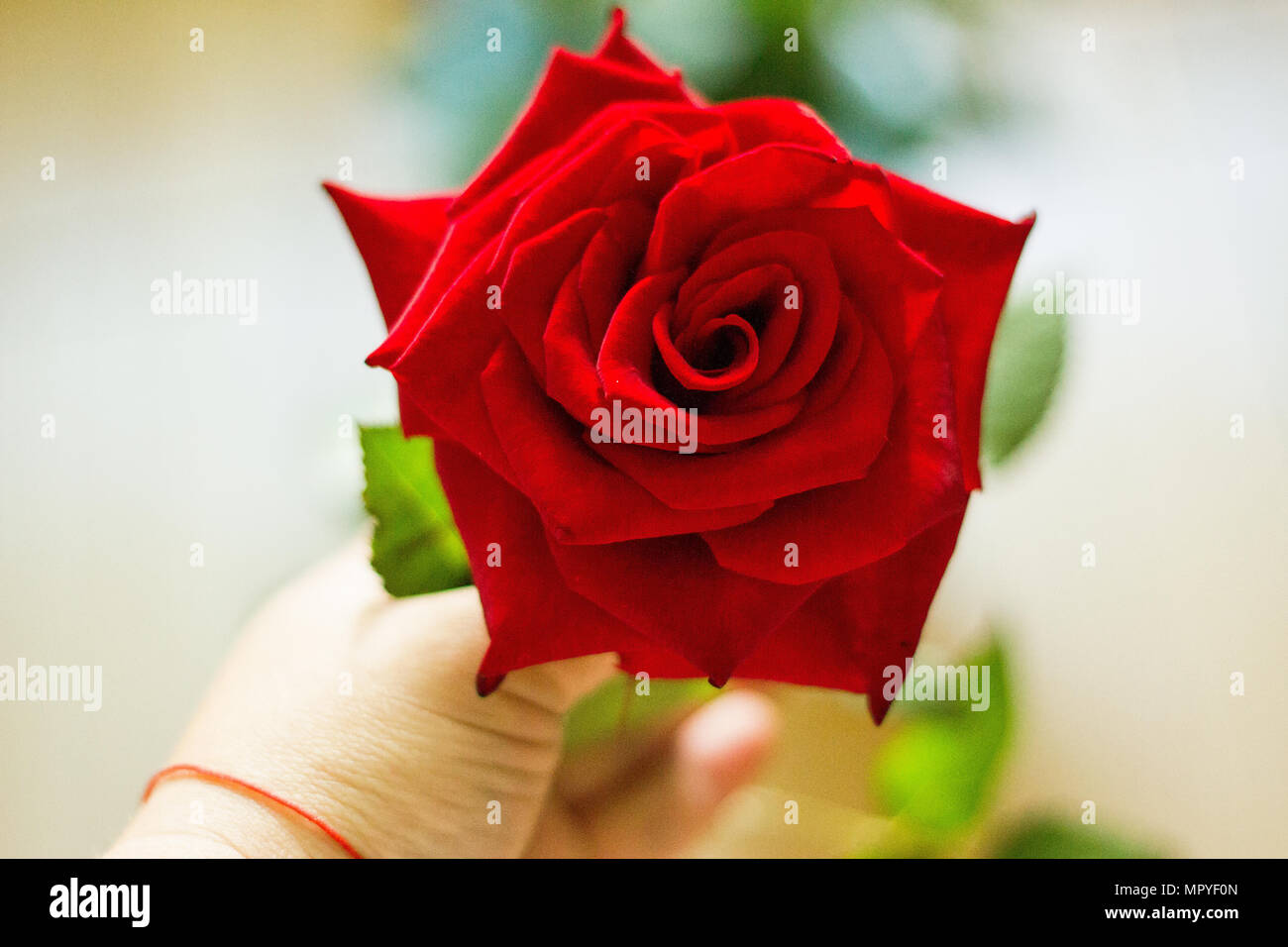 Womans hand holding a red rose hi-res stock photography and images - Alamy