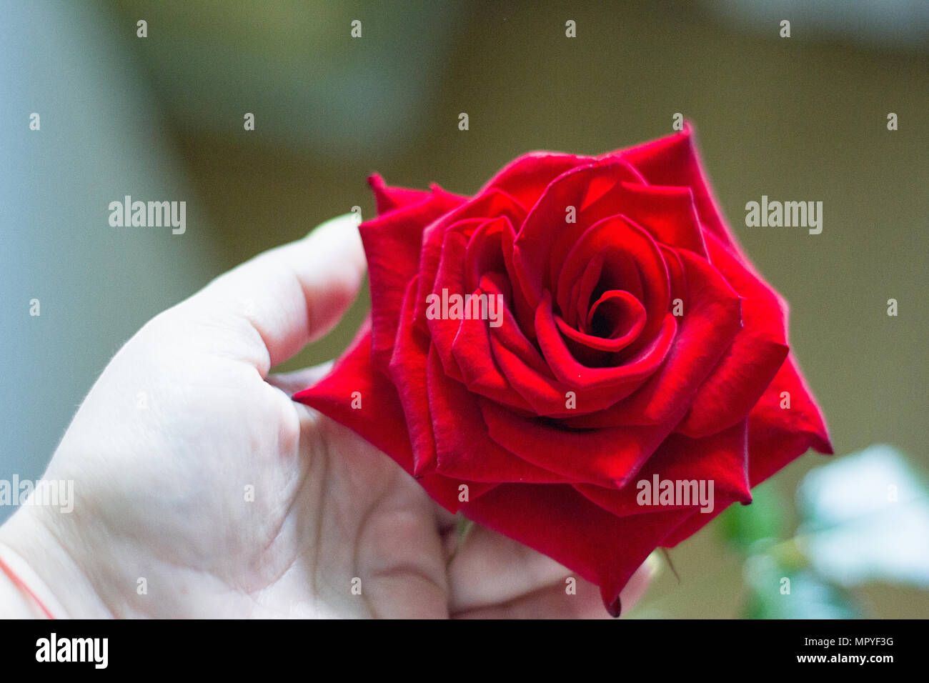 A beautiful red rose with woman's hands Stock Photo - Alamy