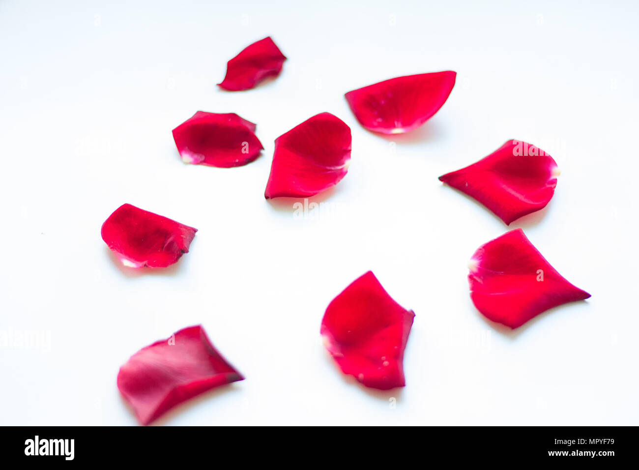 Red rose petals on the white background Stock Photo - Alamy