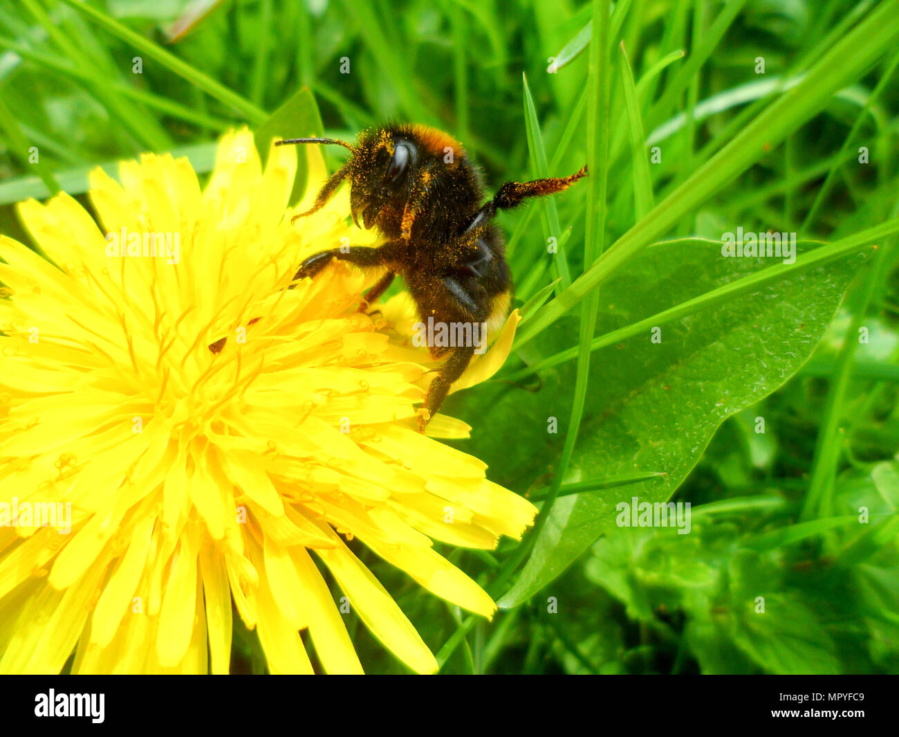 Early bumblebee (bombus pratorum) uk hi-res stock photography and ...