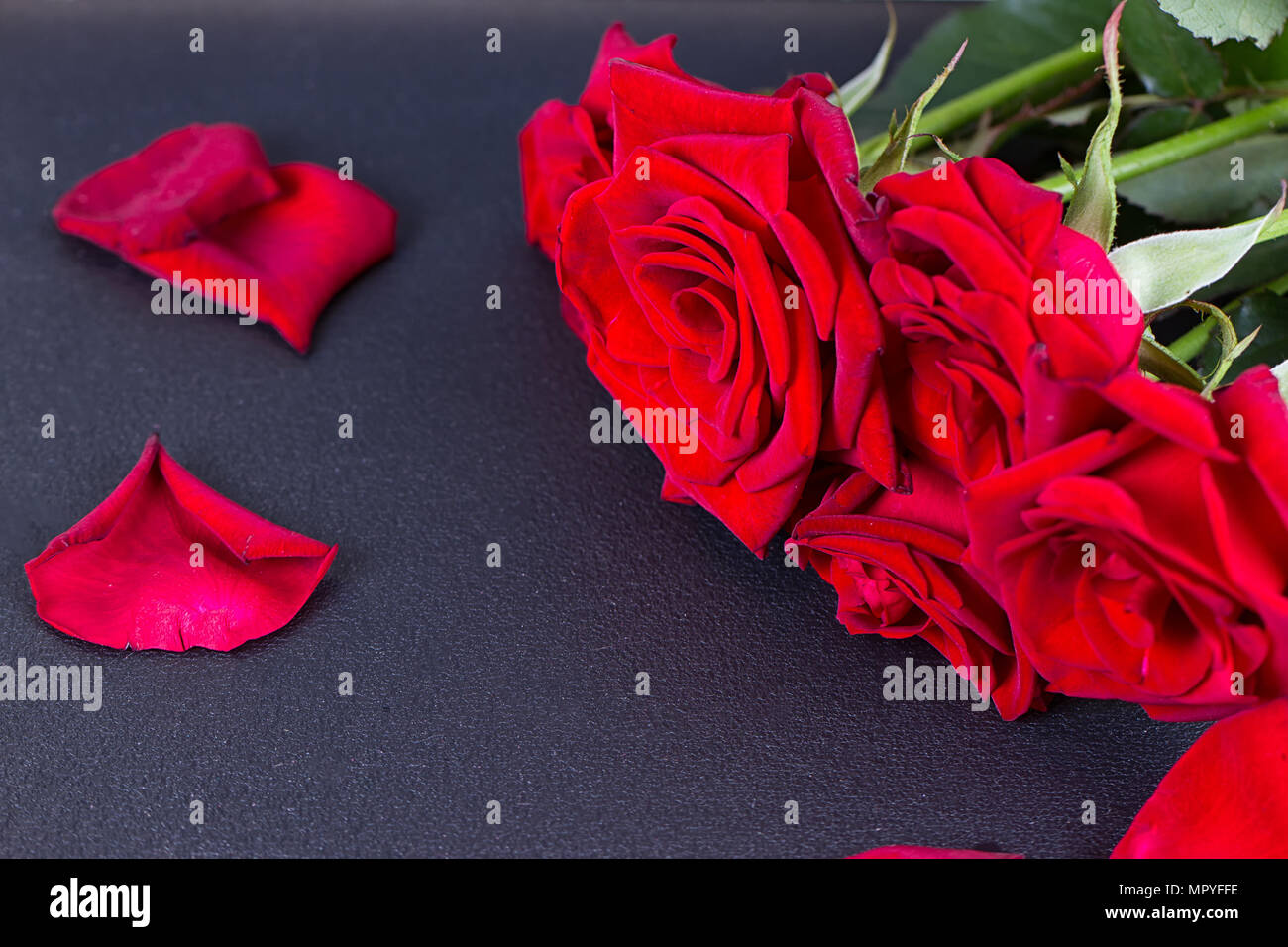 Red rose and petals on the black background Stock Photo - Alamy