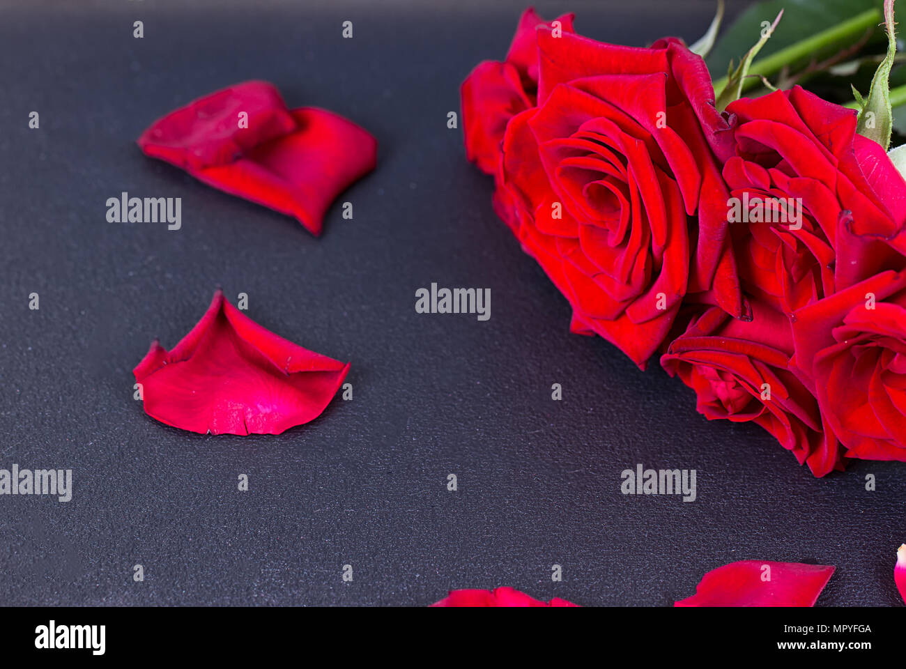 Red rose and petals on the black background Stock Photo - Alamy