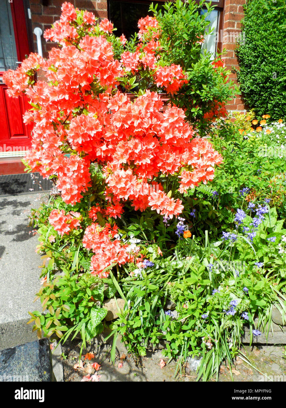 Azalea Bush High Resolution Stock Photography and Images - Alamy