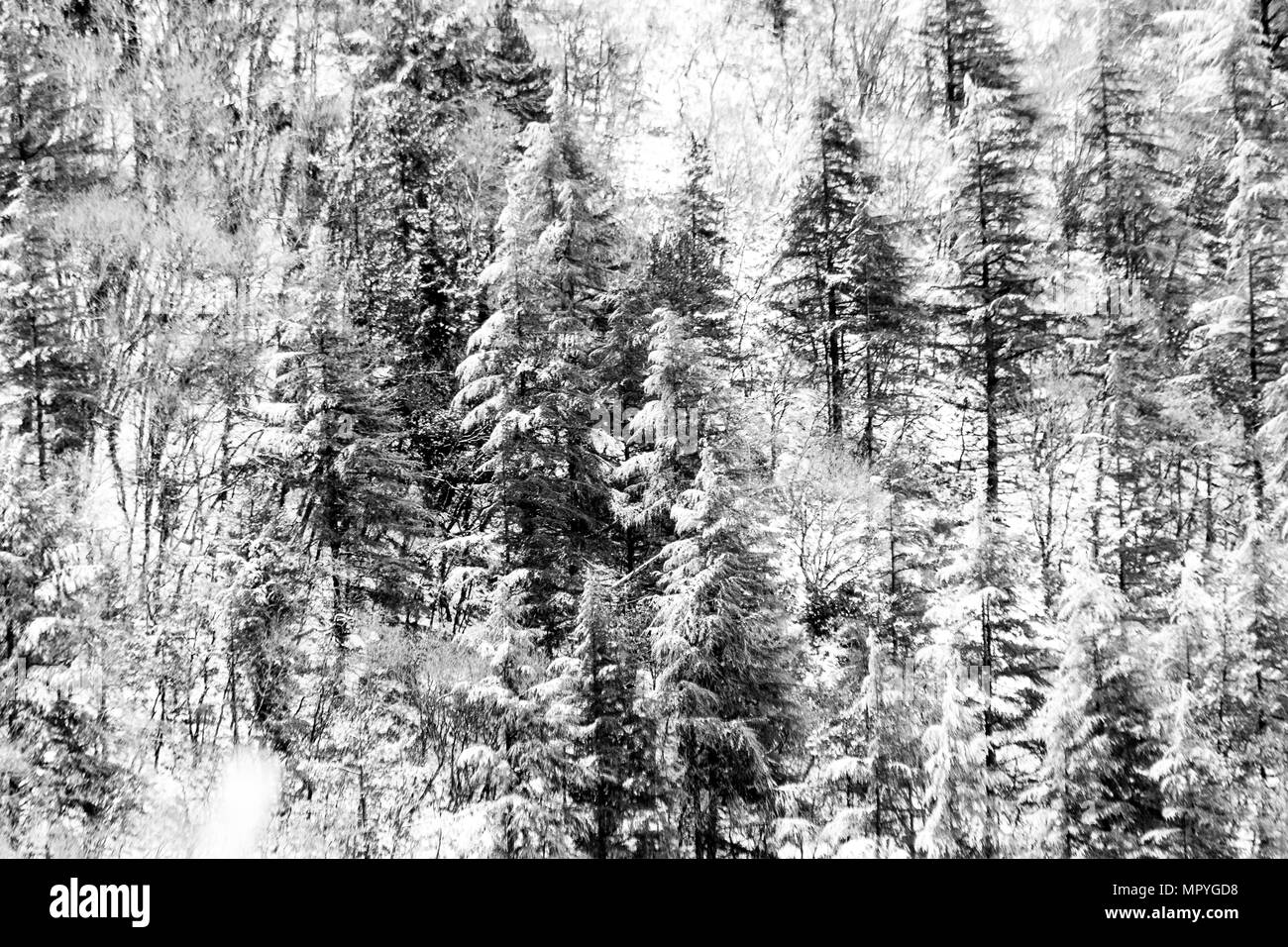Green pine forest side view Black and White Stock Photos & Images - Alamy
