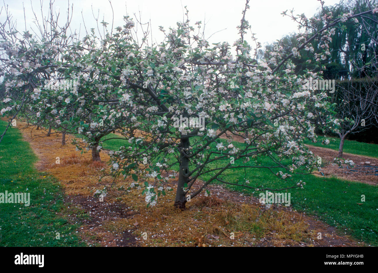 JAPANESE CHERRY BLOSSOM TREES IN FLOWER IN AN ORCHARD IN VICTORIA ...