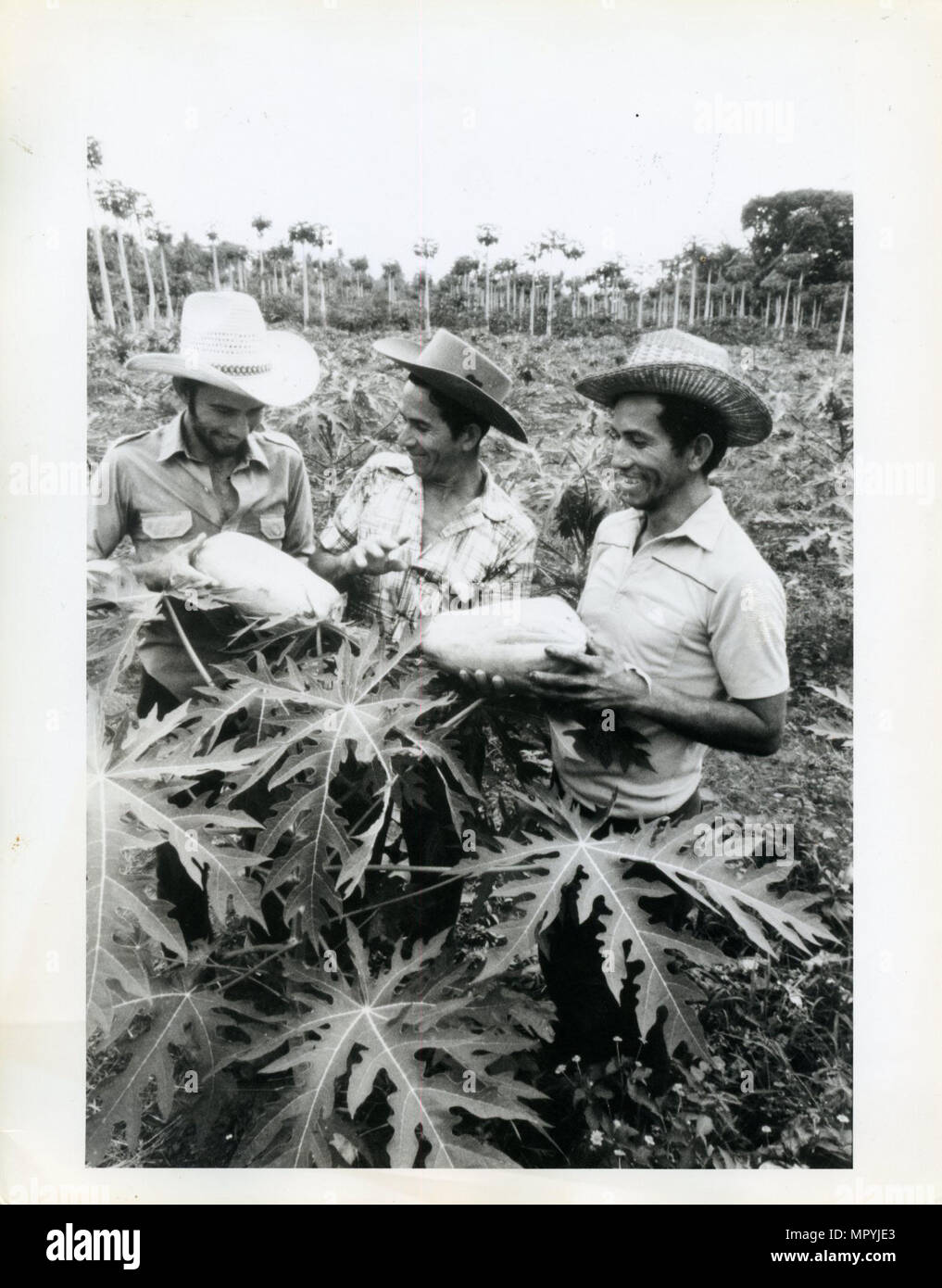 men picking crops Stock Photo - Alamy