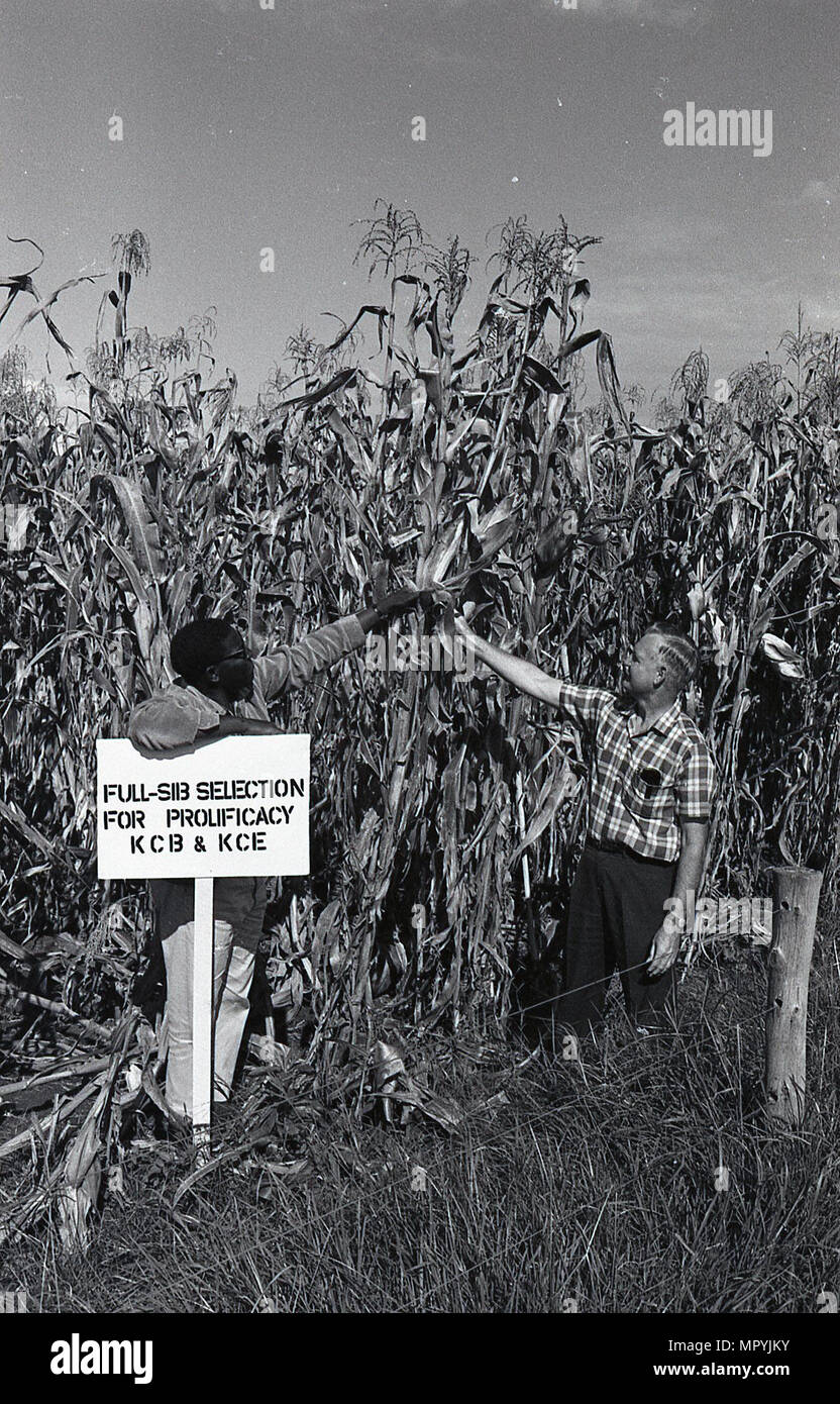 men standing in corn crops holding sign Stock Photo - Alamy