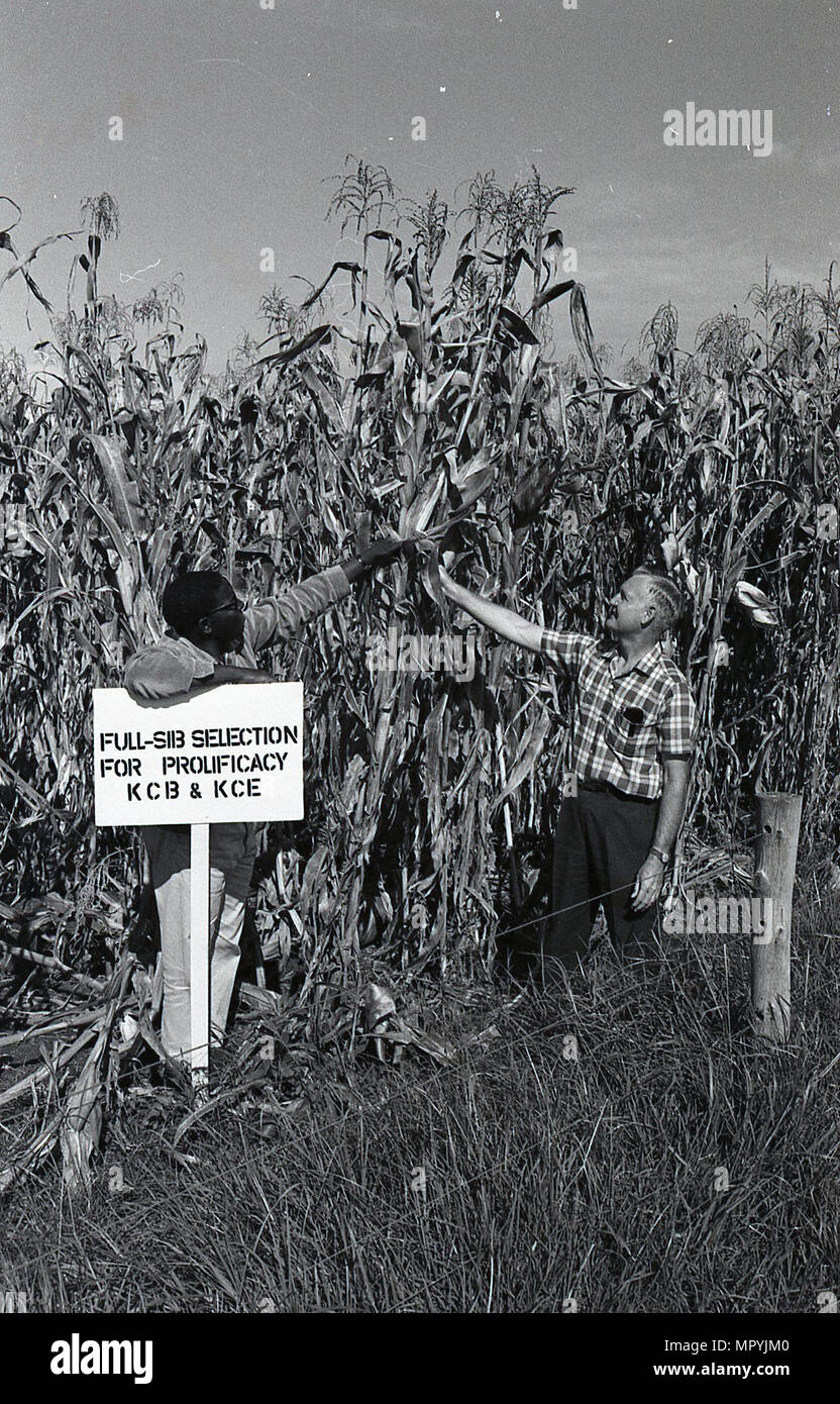 men standing in corn crops holding sign Stock Photo - Alamy