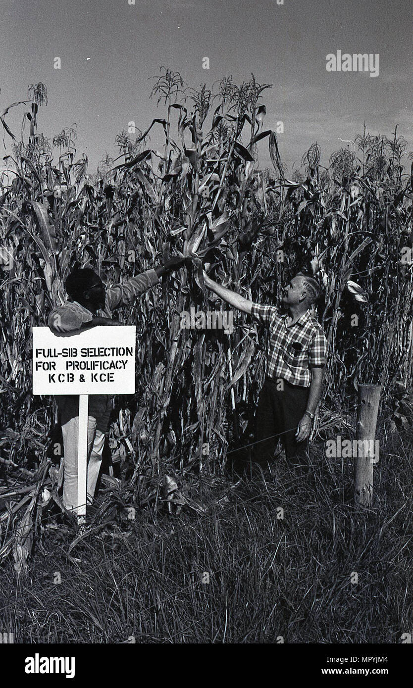 men standing in corn crops holding sign Stock Photo - Alamy