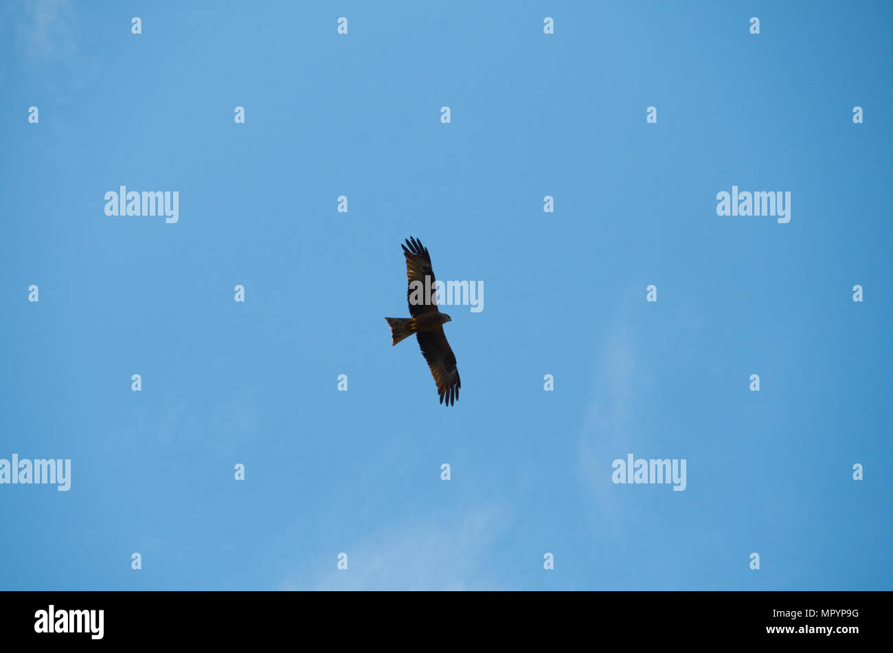 Lesser spotted eagle (aquila pomarina) flying overhead at mount rigi in ...