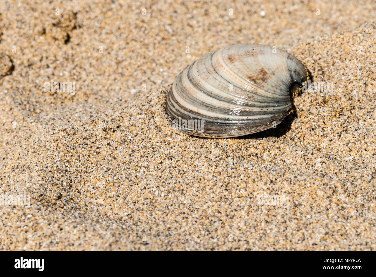 Shells on the golden sand Stock Photo - Alamy