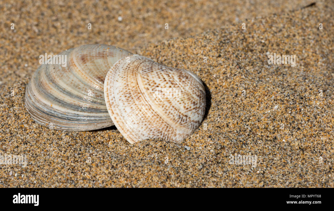 Shells on the golden sand Stock Photo - Alamy