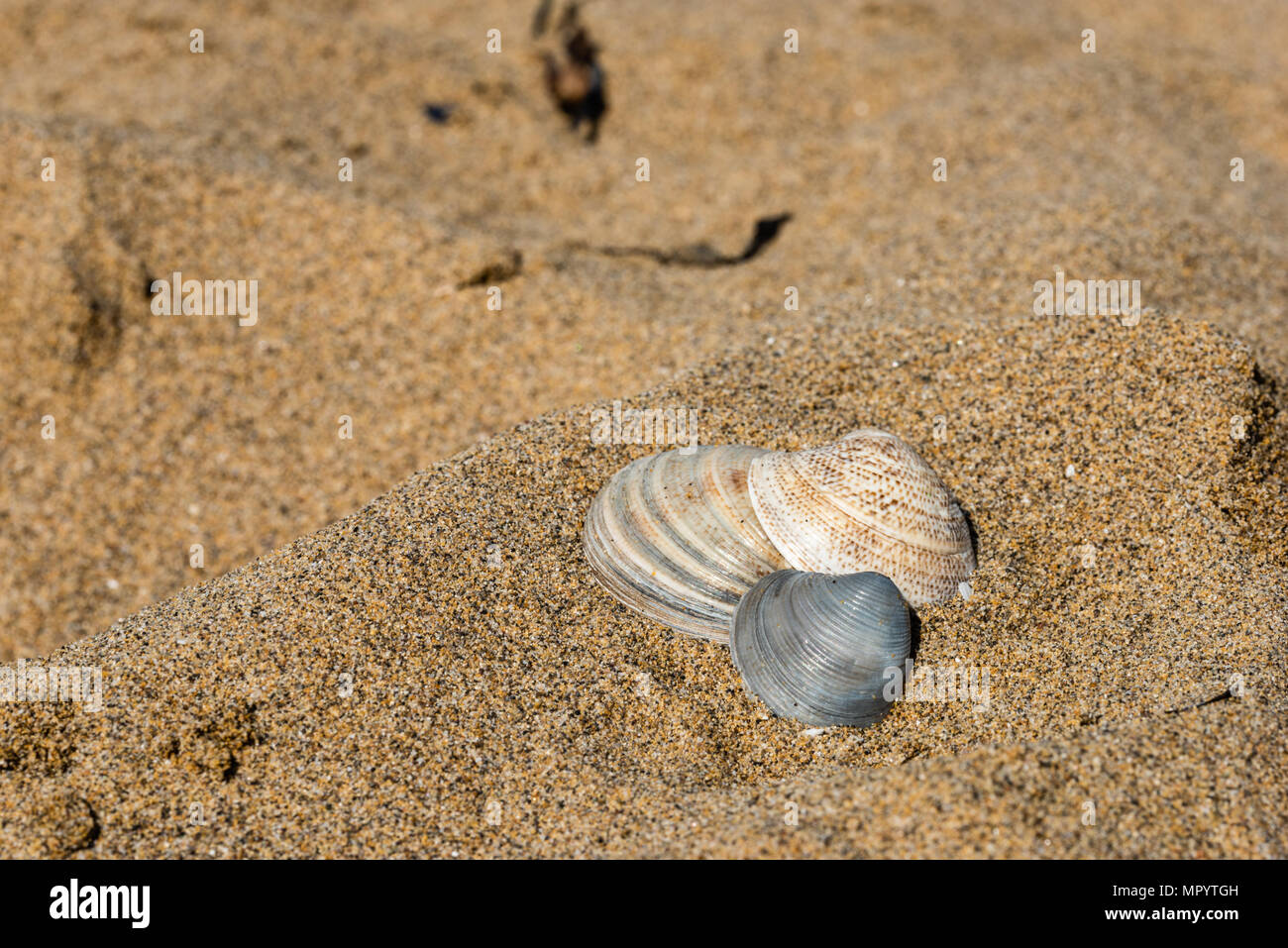 Shells on the golden sand Stock Photo - Alamy
