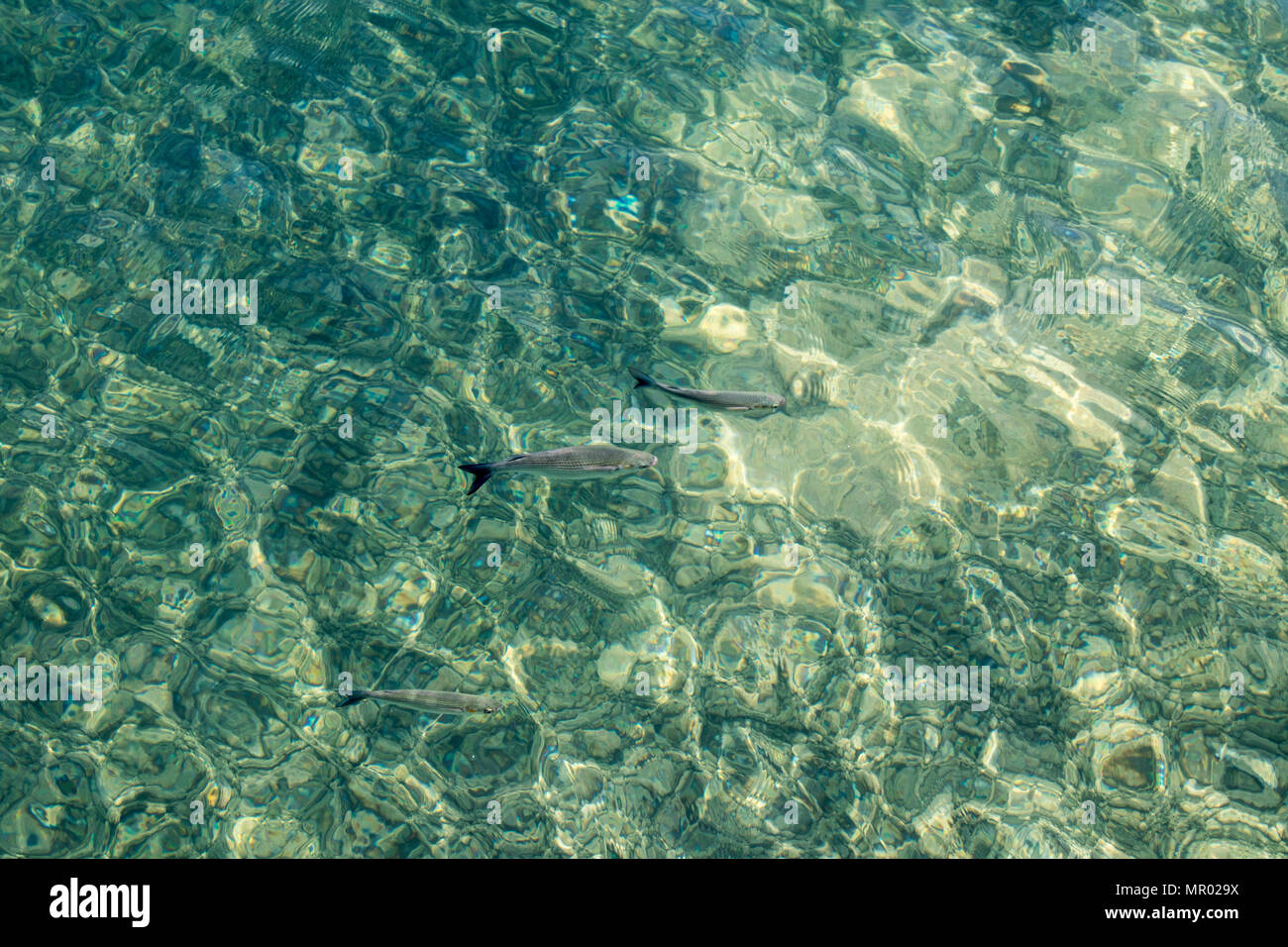 Lanzarote fish canary islands hi-res stock photography and images - Alamy