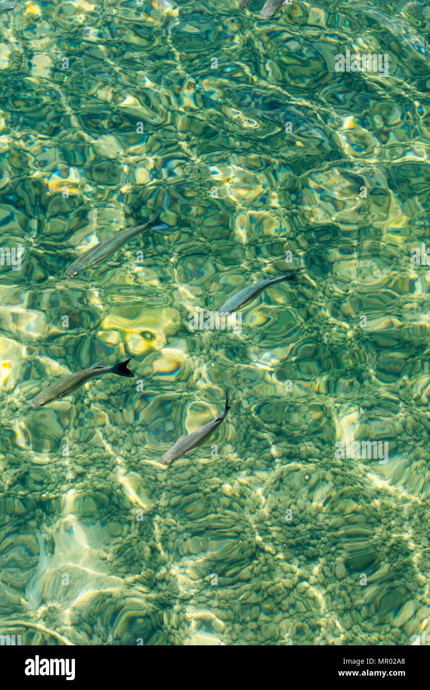 Lanzarote fish canary islands hi-res stock photography and images - Alamy