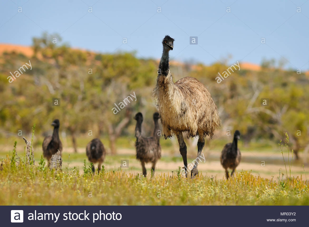 Emu Chicks Stock Photos & Emu Chicks Stock Images - Alamy