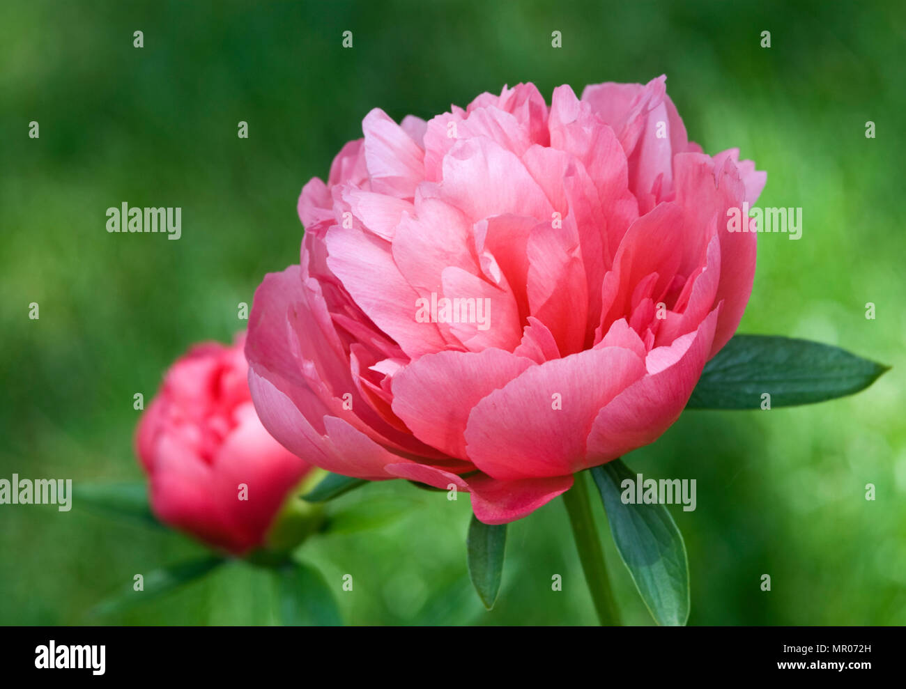 Lorelei High Resolution Stock Photography and Images - Alamy