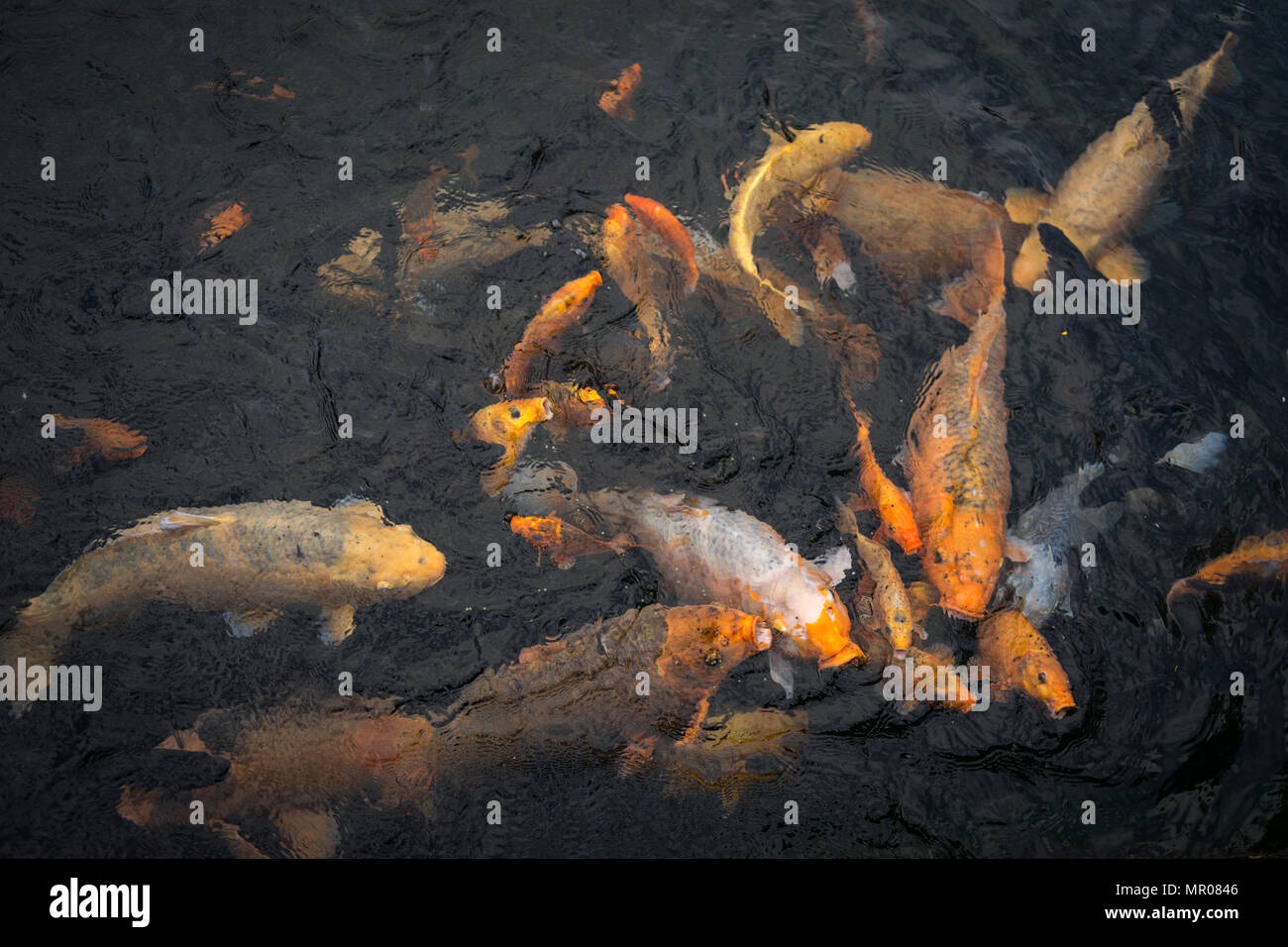 Amur carp hi-res stock photography and images - Alamy