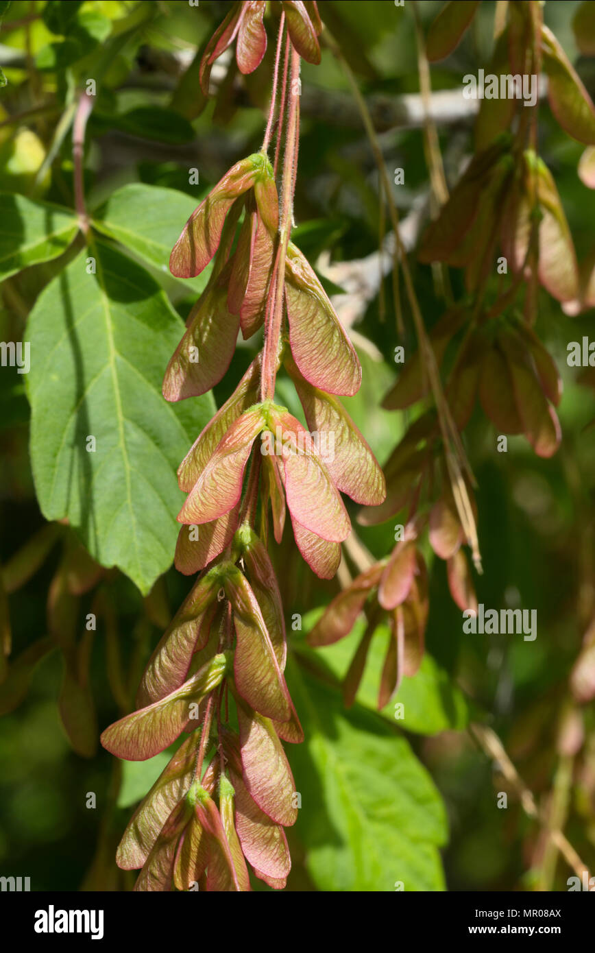 Boxelder acer negundo hi-res stock photography and images - Alamy